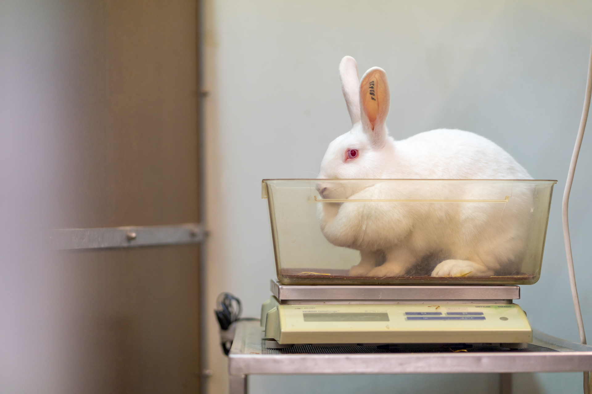 Overheid moet haast maken met proefdiervrije oplossingen - Vroege ...