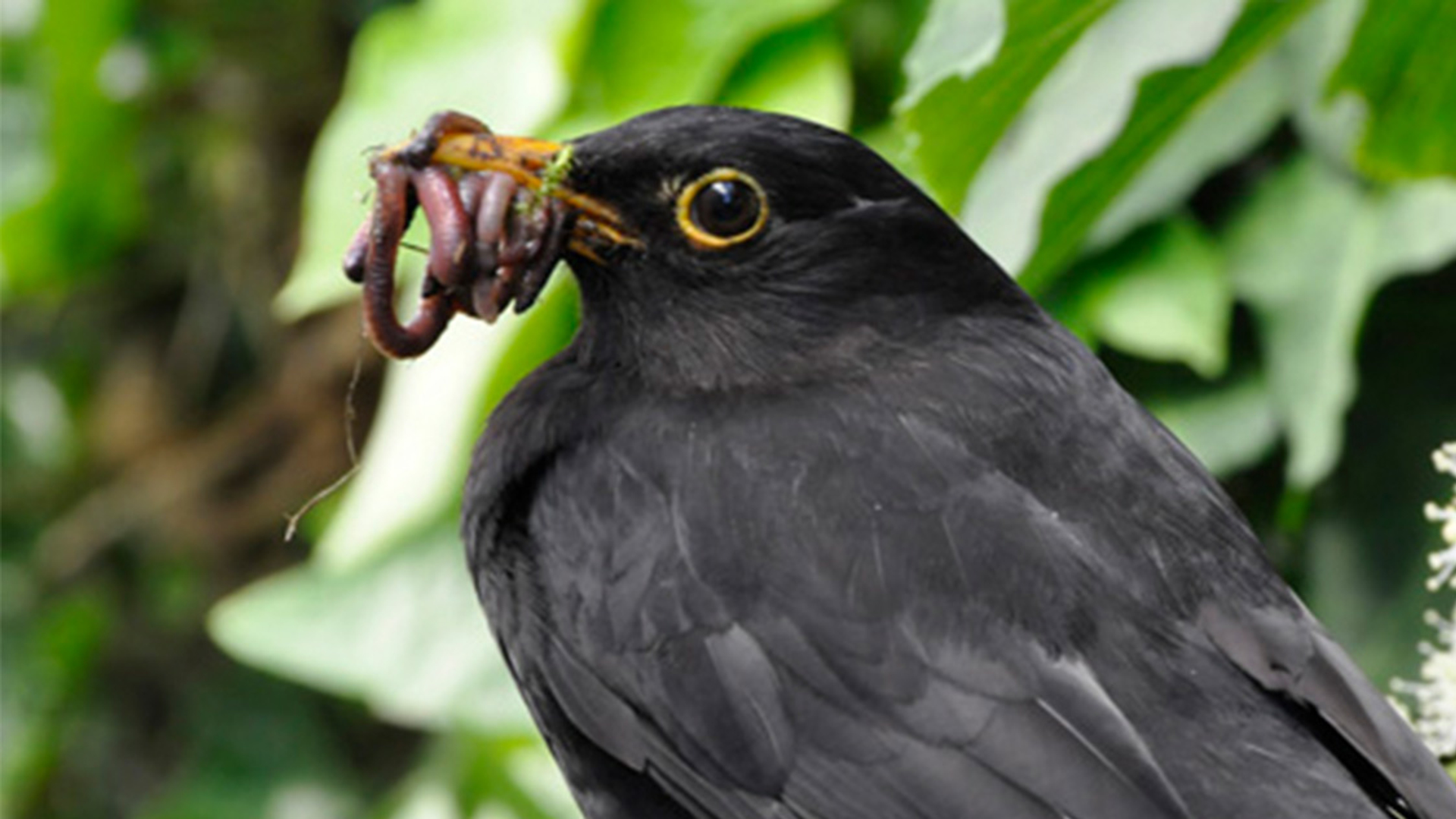 Regenwormen staan op het menu van heel veel dieren - Vroege Vogels - BNNVARA