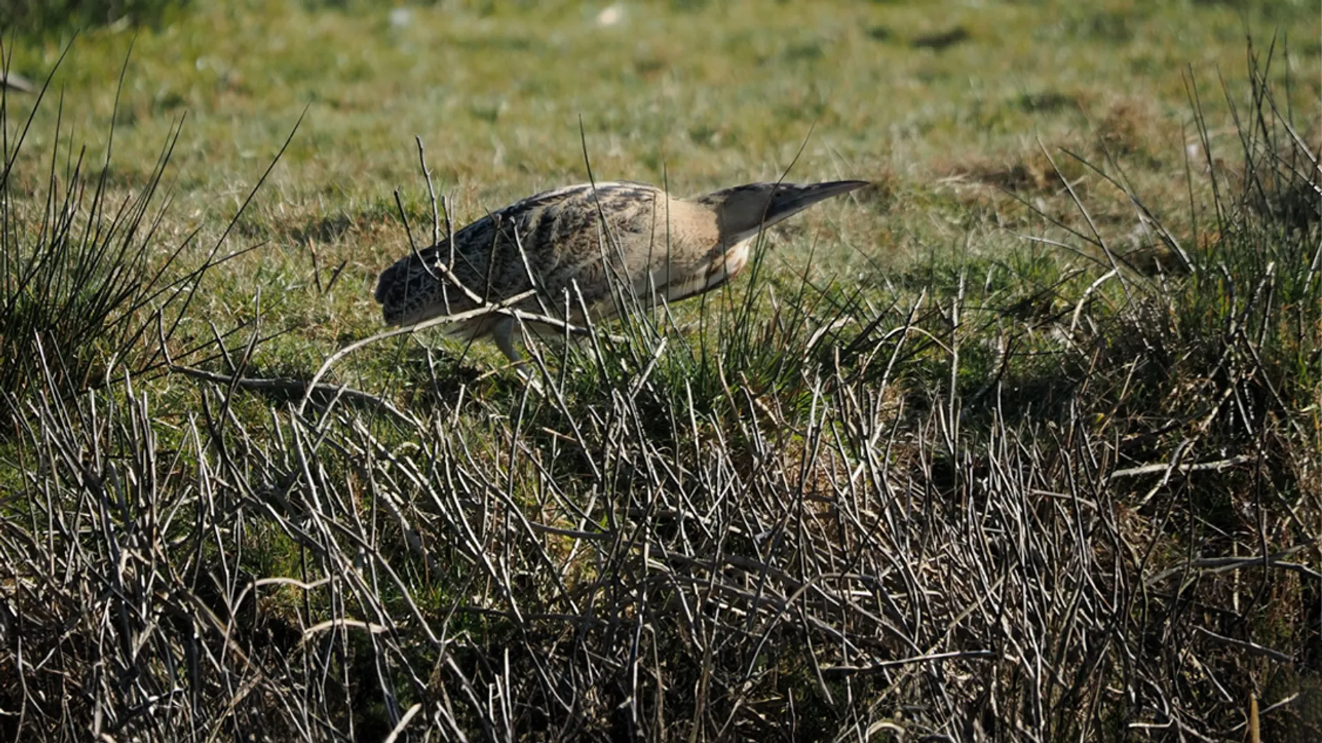 Roerdomp zoekt verstopplek in het riet - Vroege Vogels - BNNVARA