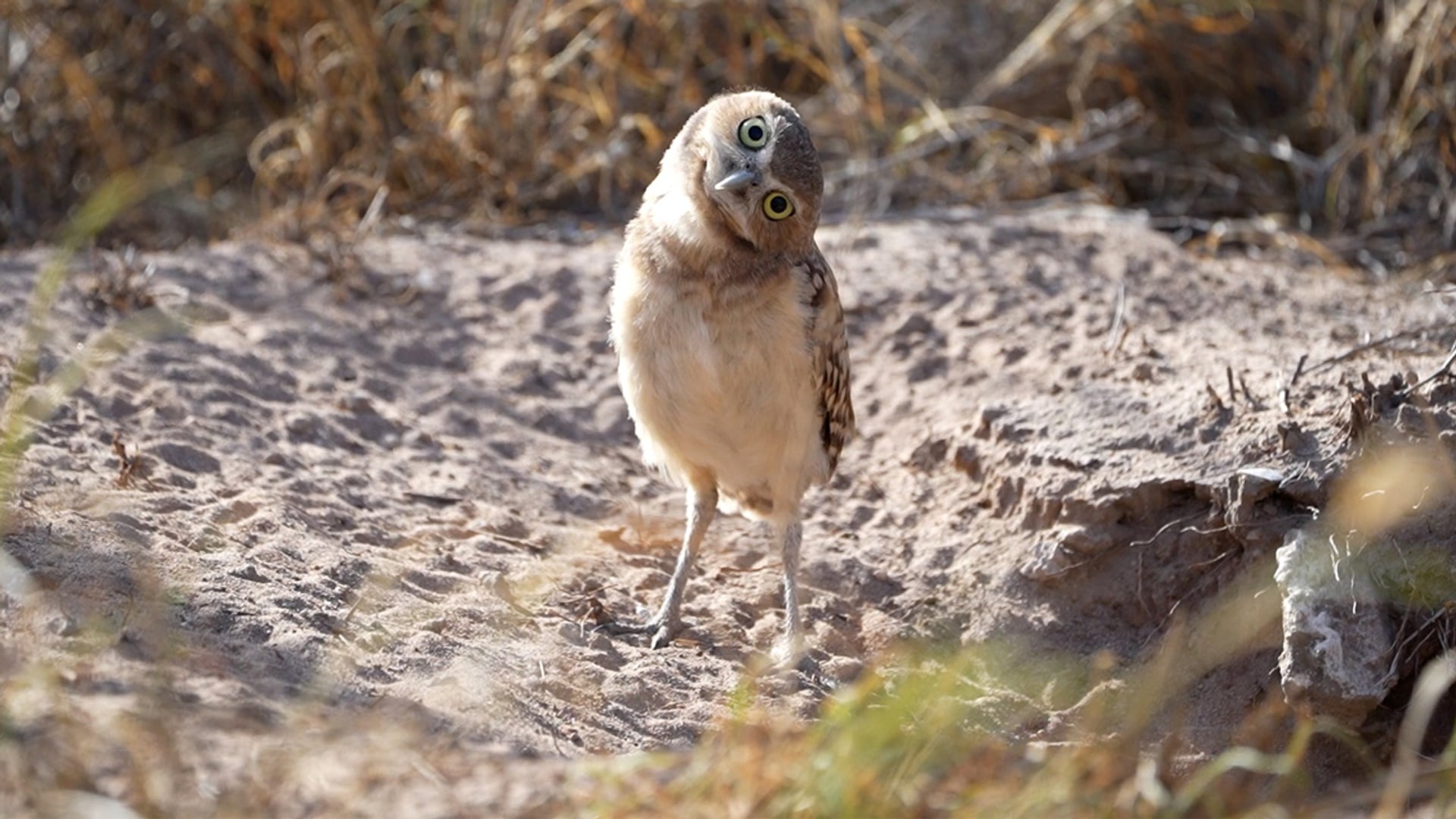 Oog in oog met nieuwsgierige Arubaanse shoco - Vroege Vogels - BNNVARA