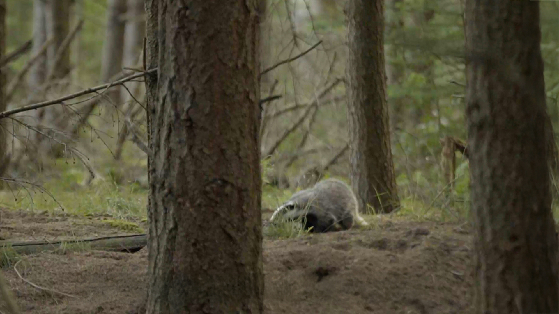 Dassen laten zich bij daglicht zien in het Elperstroomgebied - Vroege ...