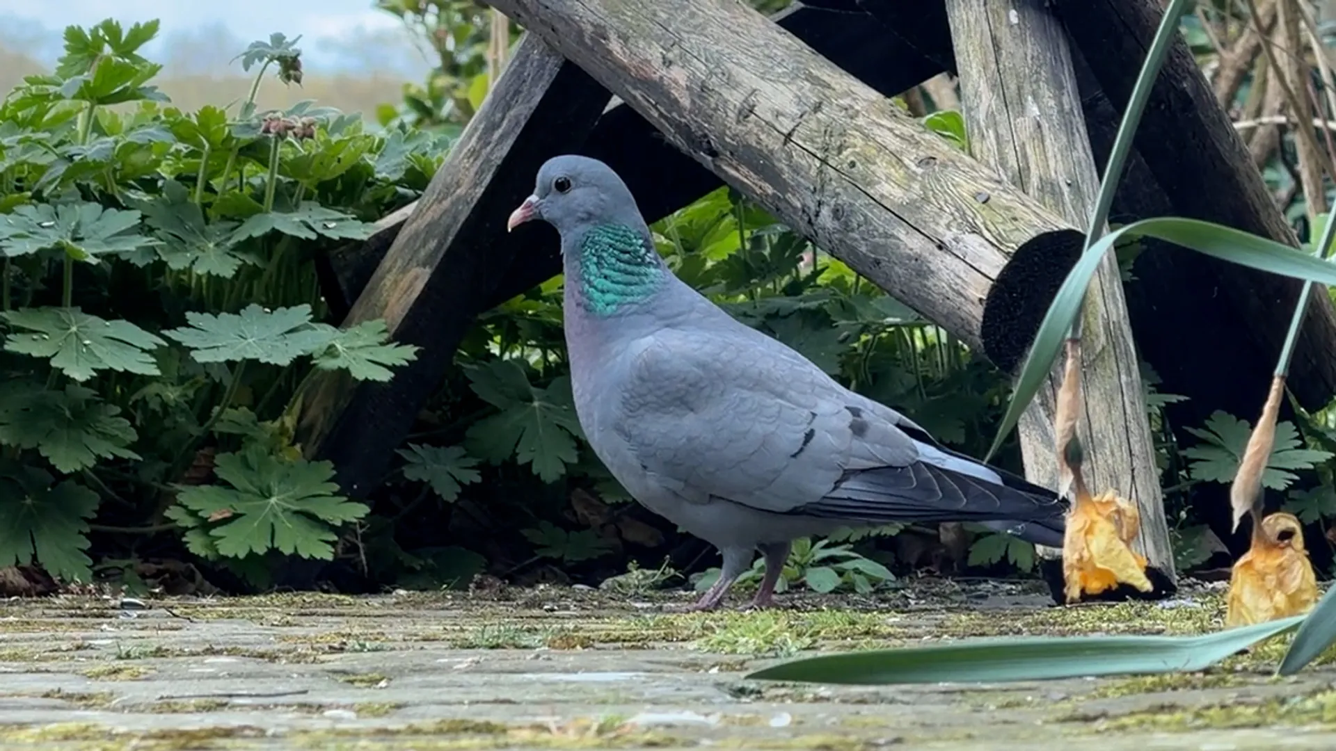 Hout- en holenduiven in de tuin: zo houd je ze uit elkaar - Vroege ...