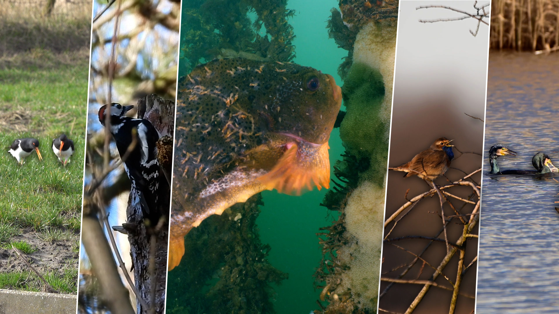 Snotolf verzorgt nest, zingende blauwborst en tepietceremonie - Vroege ...