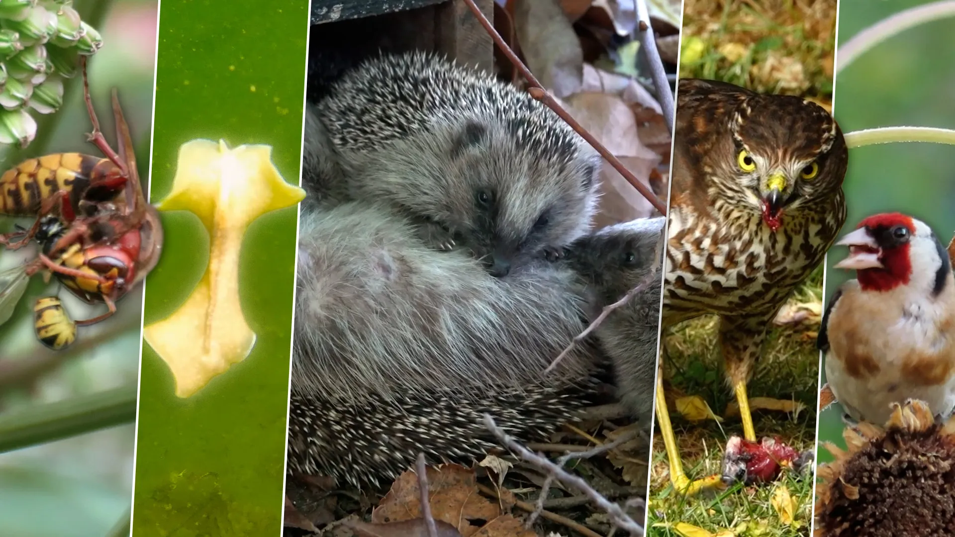 Zogende egel, plukkende sperwer en dansende flamencoplatworm - Vroege ...