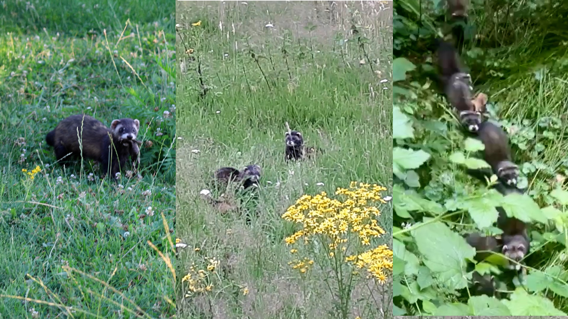 De bunzing: slimme jager met een berucht geurtje - Vroege Vogels - BNNVARA