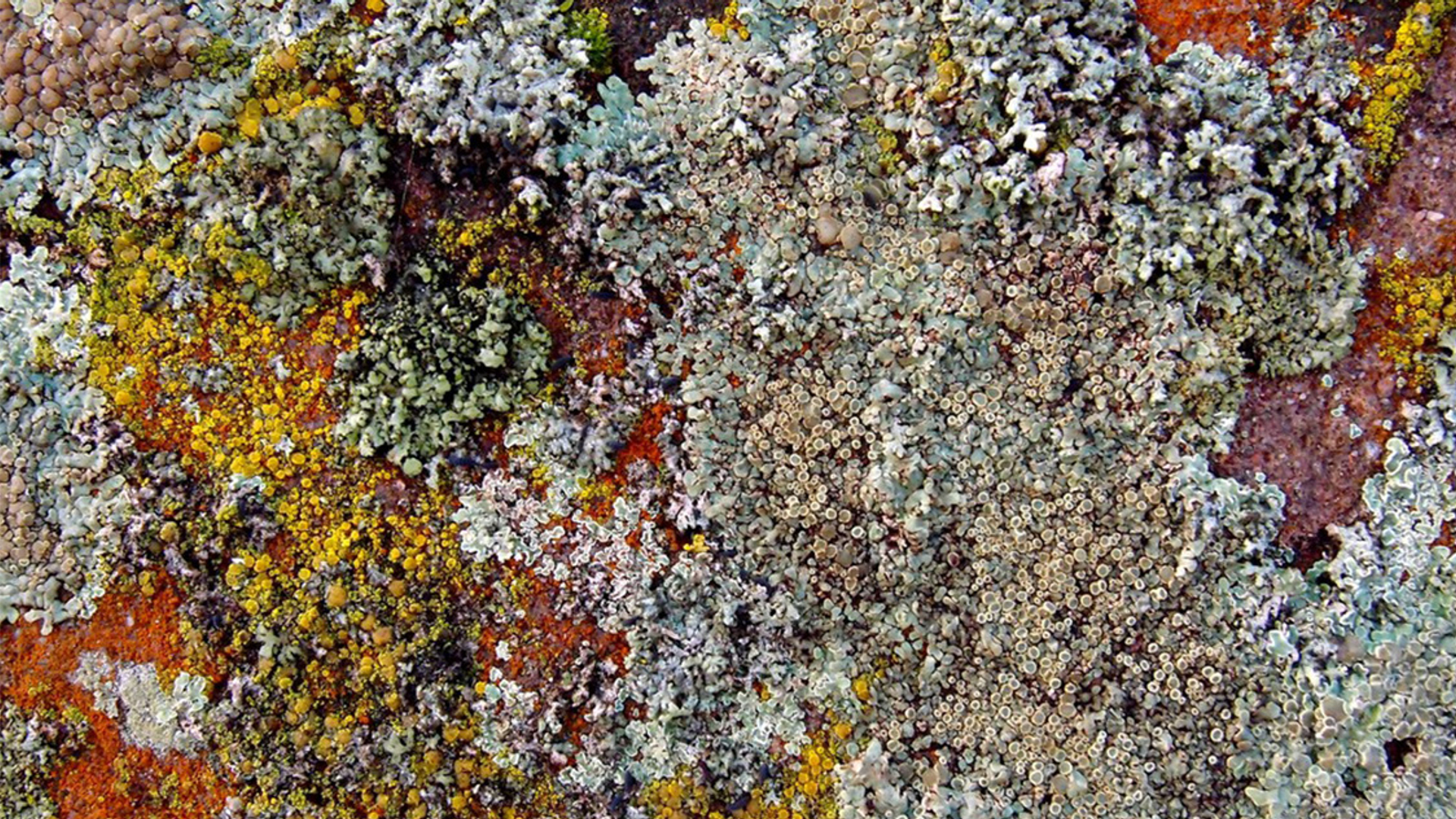 Een kosmos van korstmossen - Vroege Vogels - BNNVARA