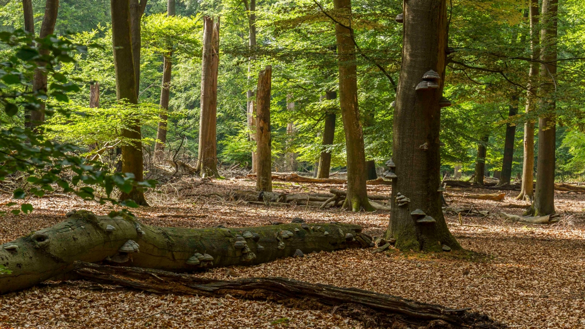 Dassenberg als oerbos? | Frisse blik #2 - Vroege Vogels - BNNVARA