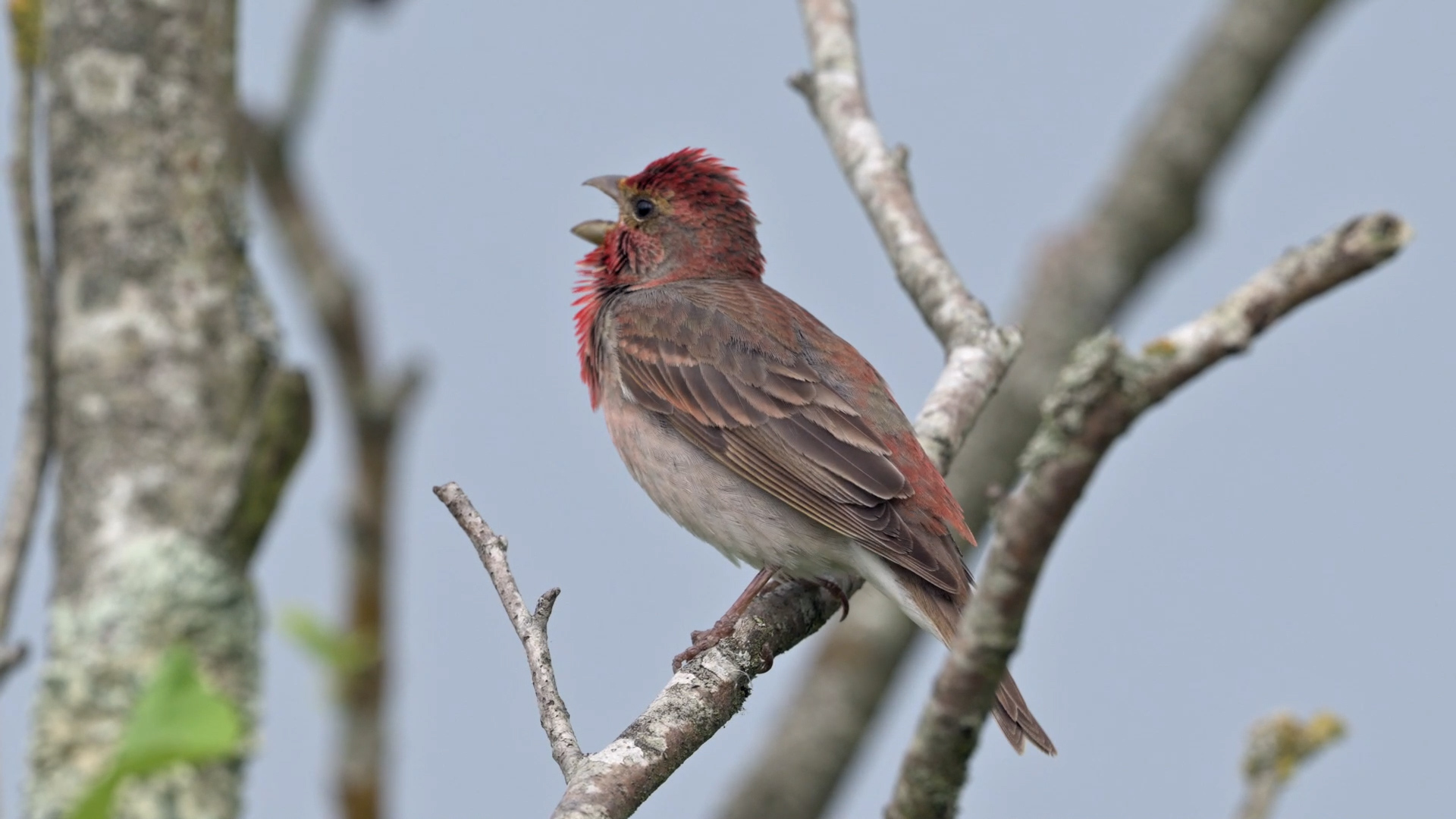 Zeldzame roodmus zingt uit volle borst in Fochteloërveen - Vroege ...