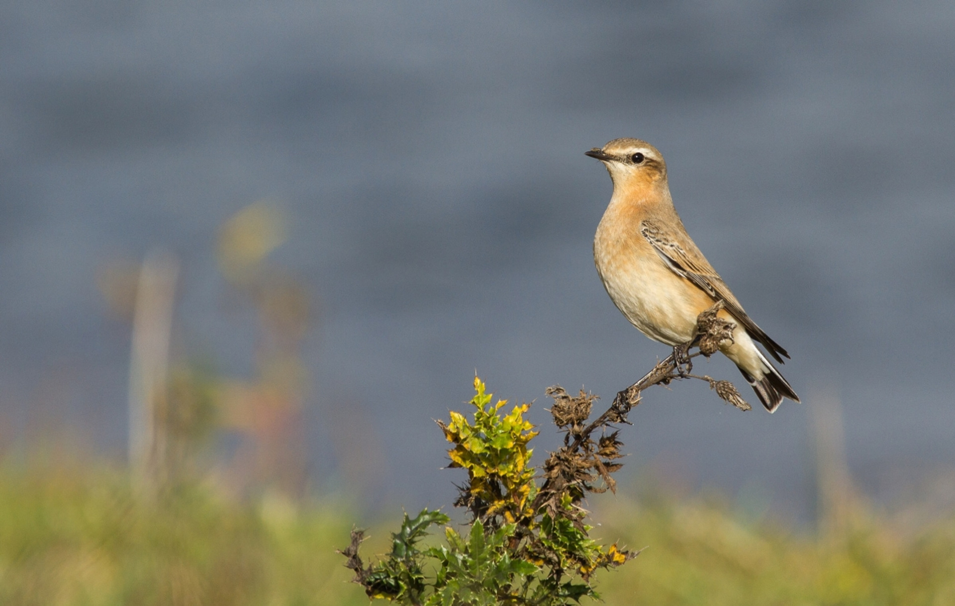 Tapuit voor het eerst live te volgen via webcam - Vroege Vogels - BNNVARA