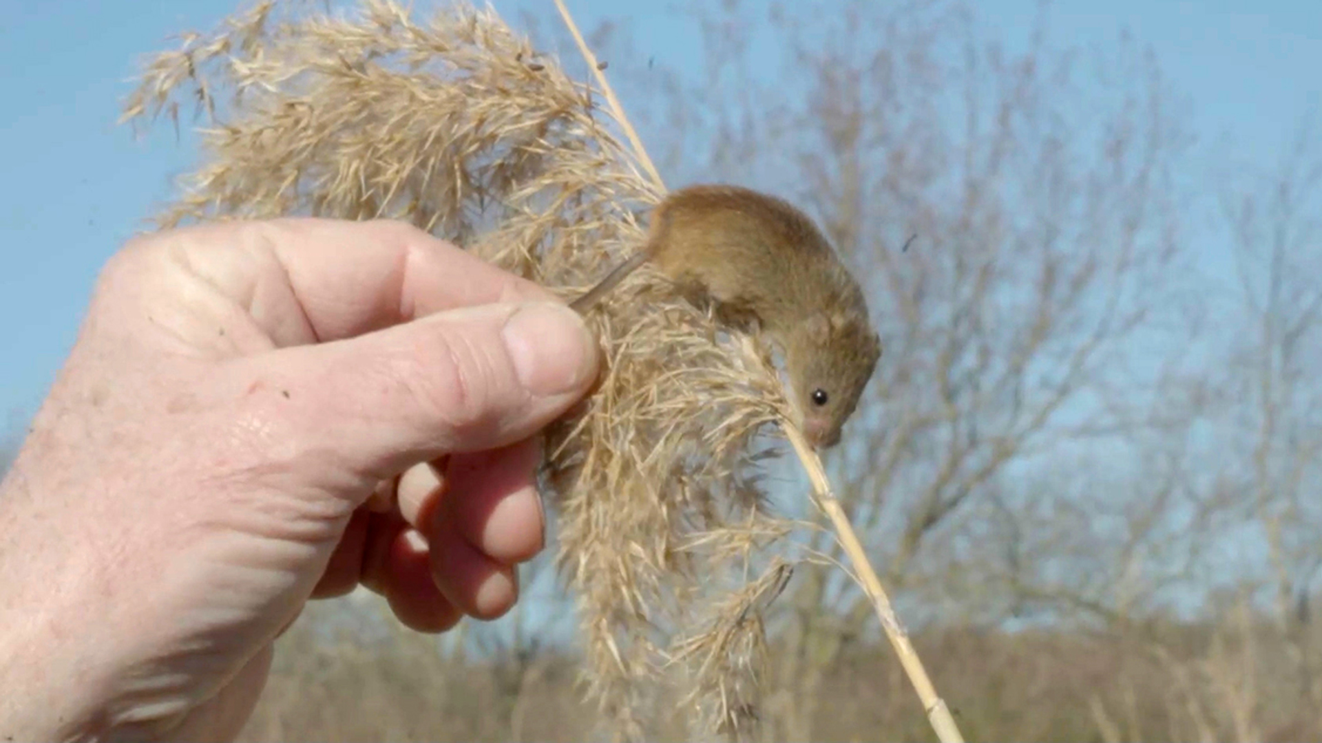 Muizen op de schorren - Vroege Vogels - BNNVARA