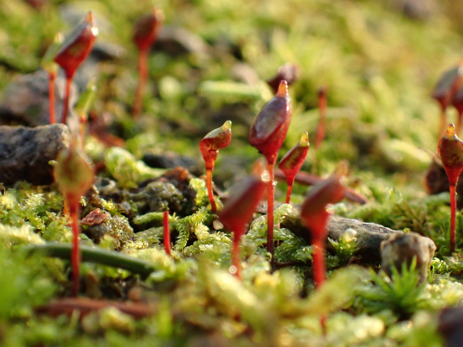 Kaboutermos, orka's Wikie en Keijo, reuzenkopbever en overige ...