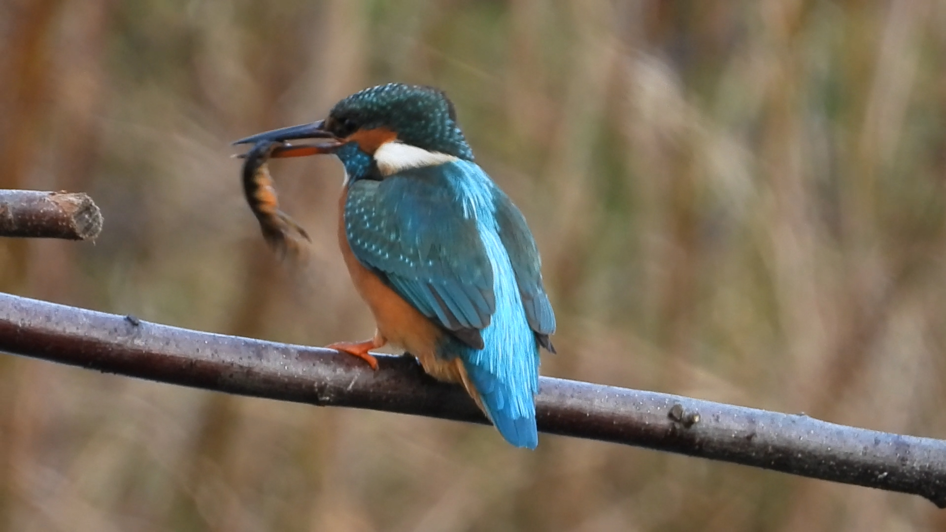 Wat eet de ijsvogel? - Vroege Vogels - BNNVARA