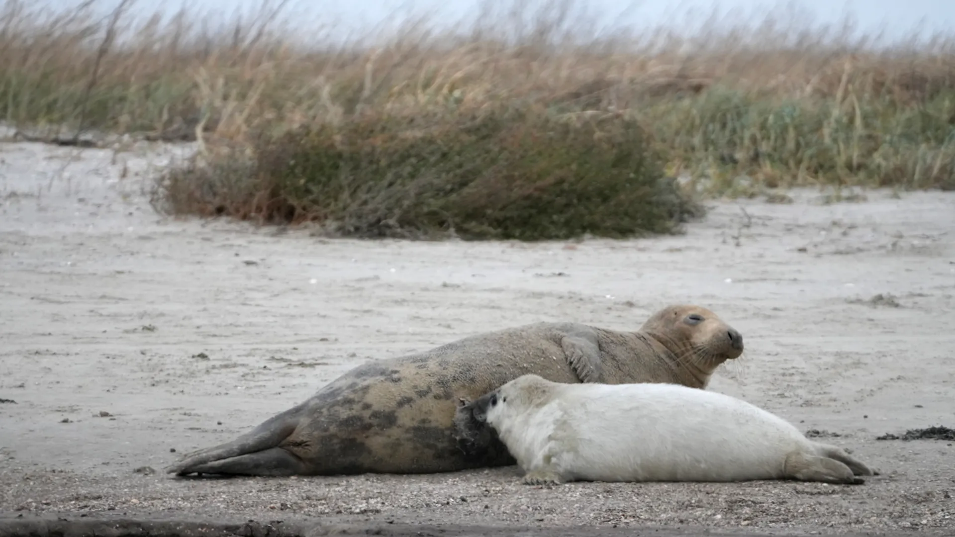 Grijze zeehonden op Griend: kraamtijd en onderzoek - Vroege Vogels ...