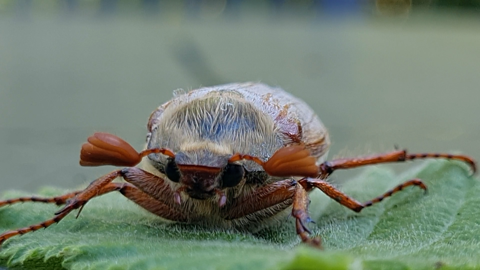 Meikevers zijn weer uit de grond gekropen - Vroege Vogels - BNNVARA