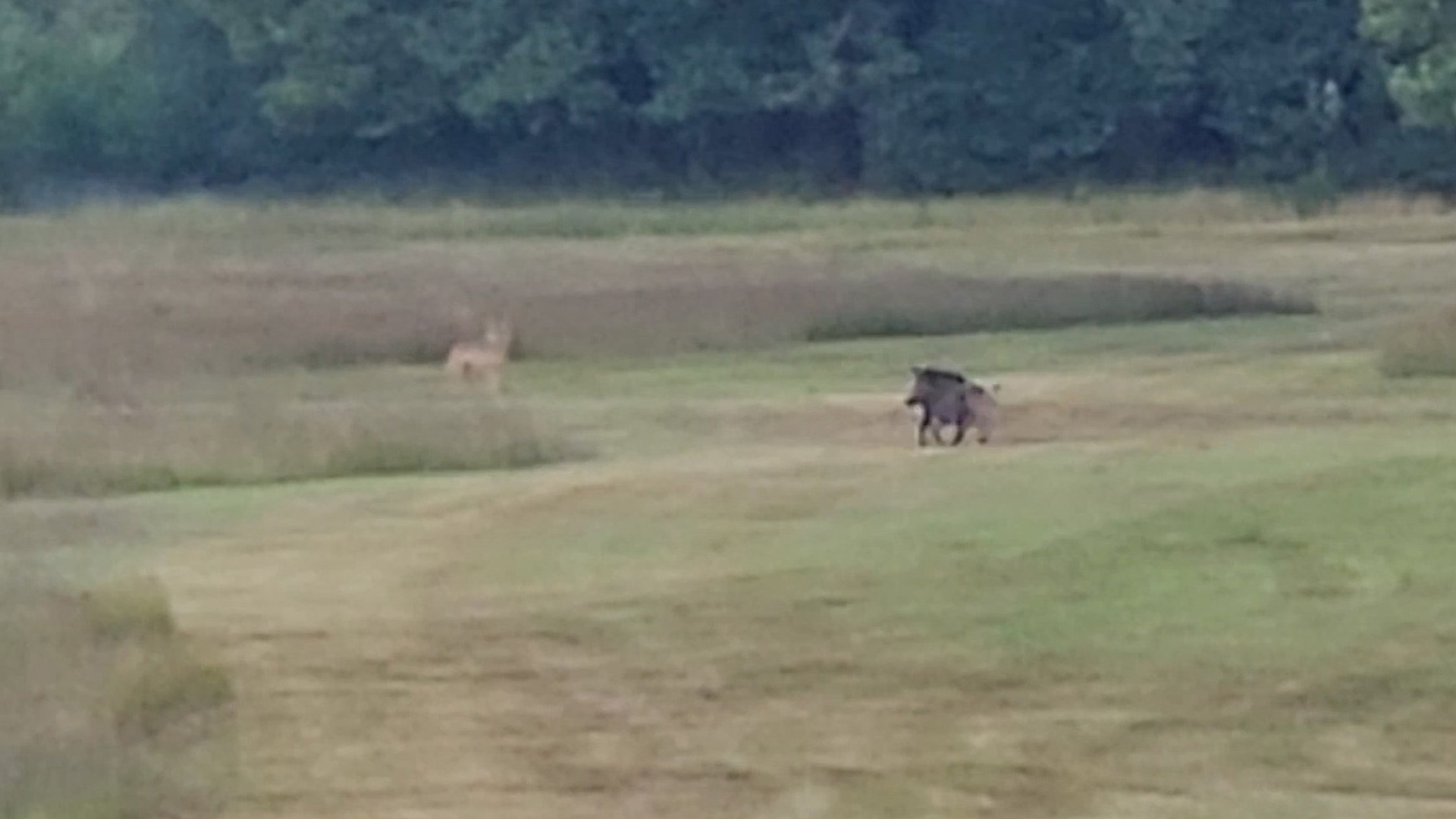 Wild zwijn jaagt wolven weg - Vroege Vogels - BNNVARA