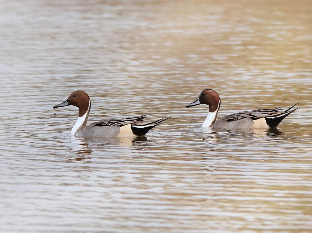 Kleurrijke, opvliegende watervogels - Vroege Vogels - BNNVARA