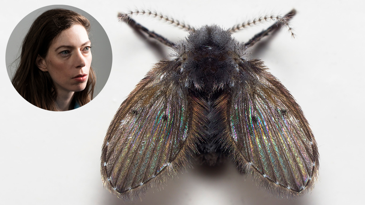 De wc-motmug is verkozen tot Insect van het Jaar 2023 - Vroege Vogels ...