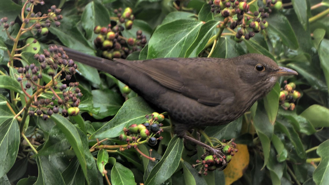 Merel is echte klimop-vogel - Vroege Vogels - BNNVARA