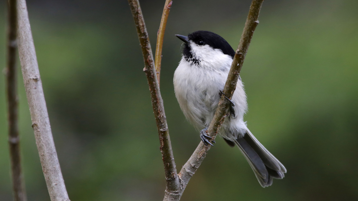 Afname van matkop in Finland te wijten aan boskap - Vroege Vogels - BNNVARA