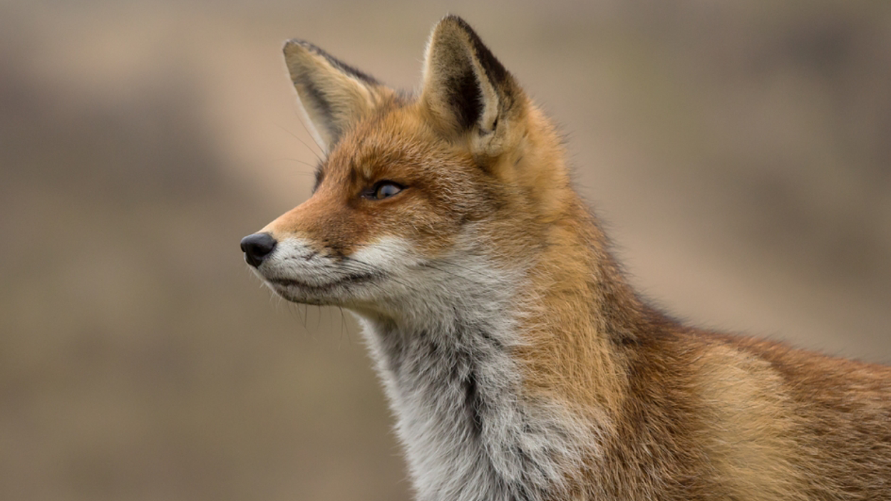 Van den 'slimme' vos Reynaerde - Vroege Vogels - BNNVARA