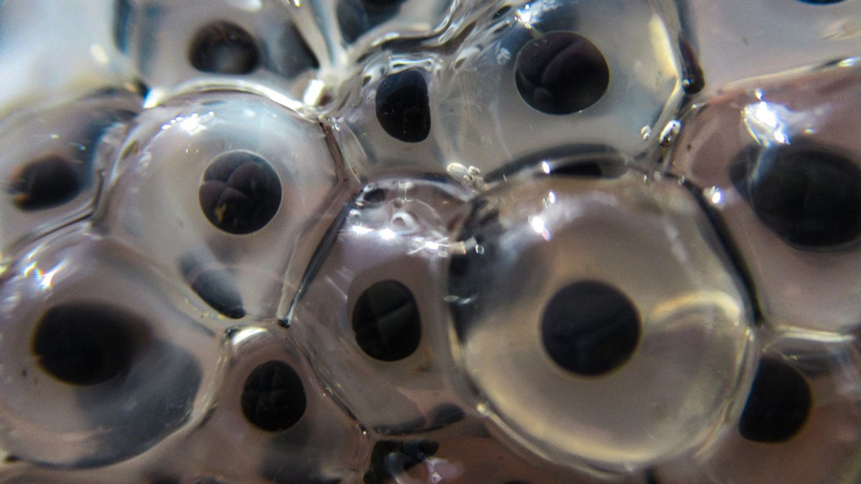 Landelijke kikkerdriltelling verlengd! - Vroege Vogels - BNNVARA