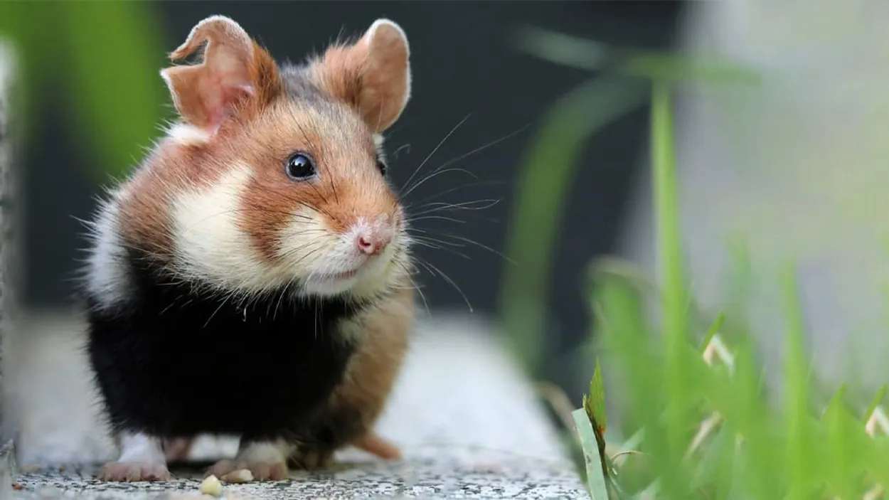 IUCN komt met groene lijst bedreigde diersoorten - Vroege Vogels - BNNVARA