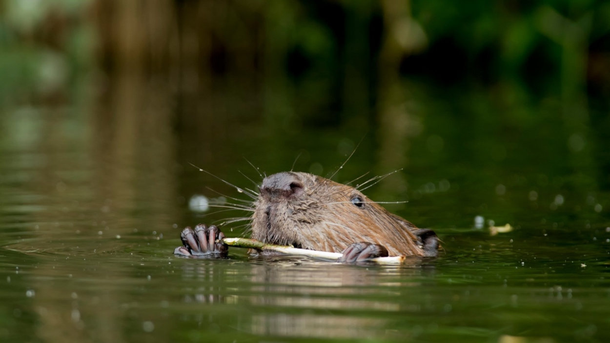 In het spoor van de bever - Vroege Vogels - BNNVARA