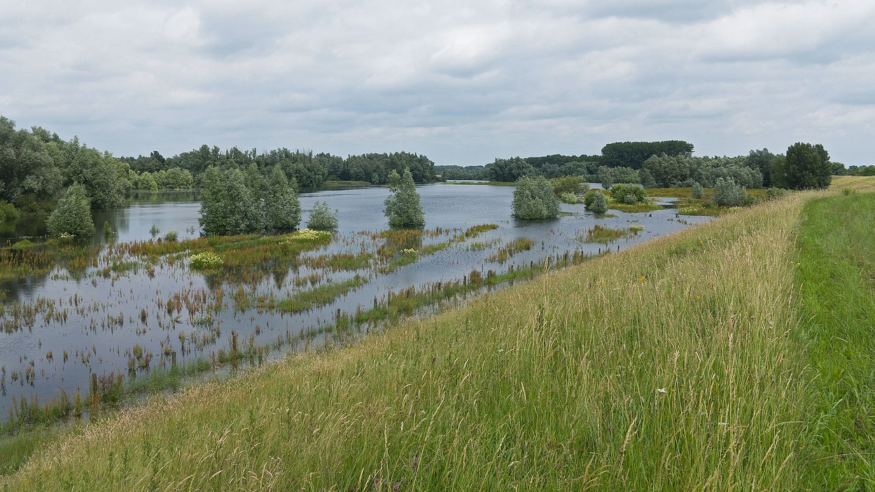 Herstel van riviervis vereist diverse habitats - Vroege Vogels - BNNVARA