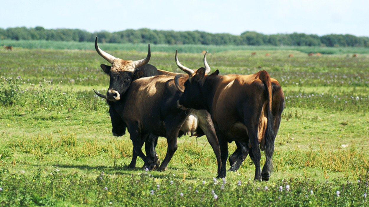 Oostvaardersplassen: Heckrunderen zonder vergunning afgeschoten ...