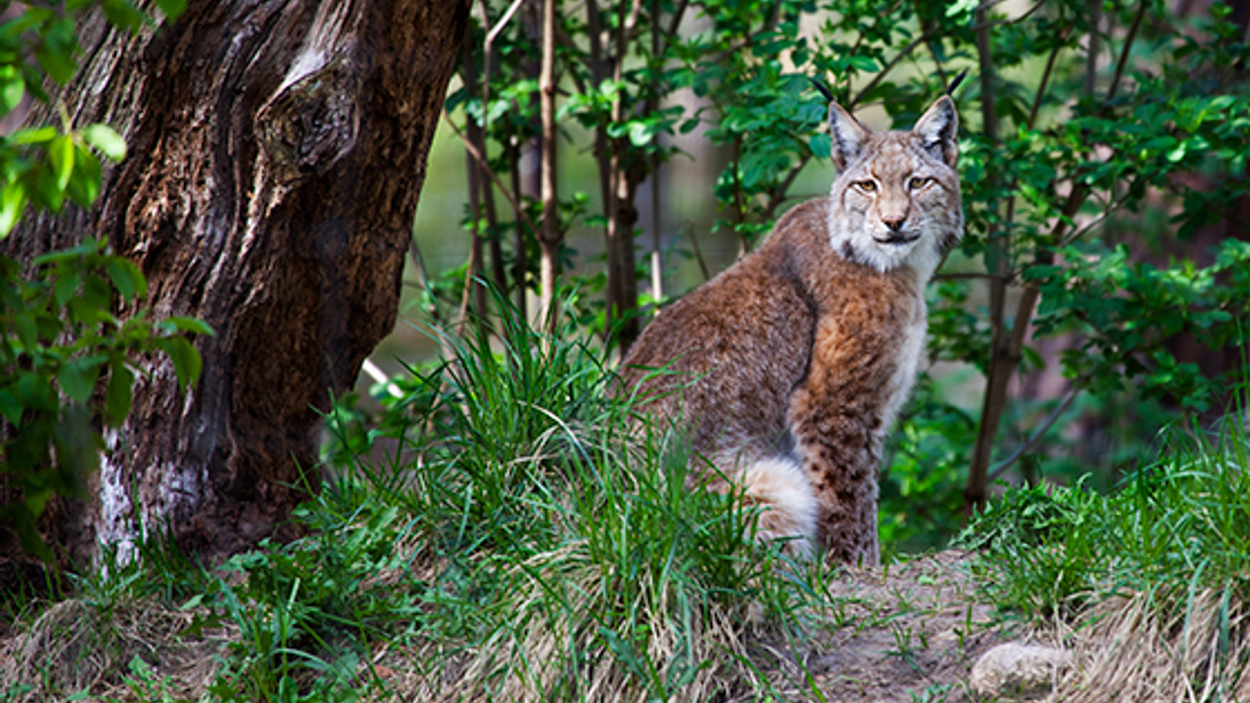 Kat met pluimpjes gezien in Westland, is het een lynx? - Vroege Vogels ...