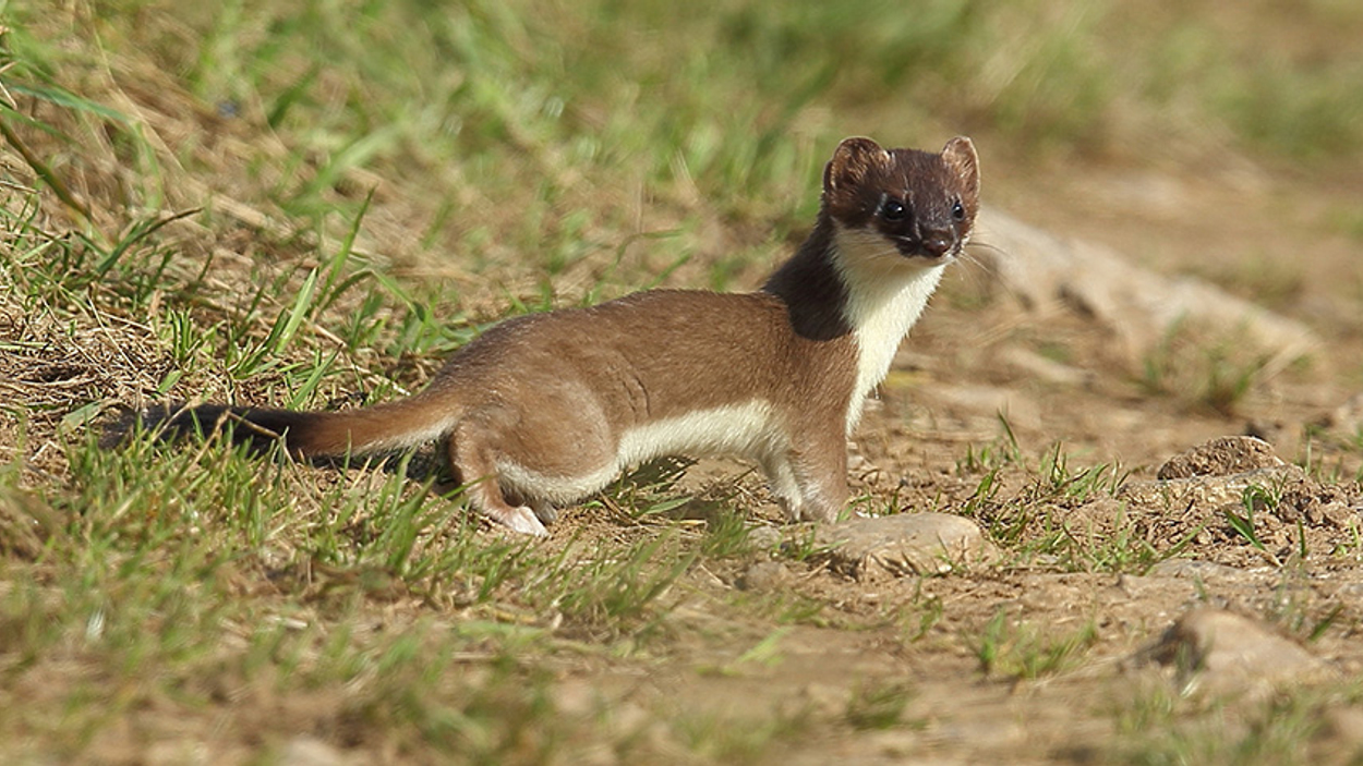 Verwarring en de hermelijn - Vroege Vogels - BNNVARA
