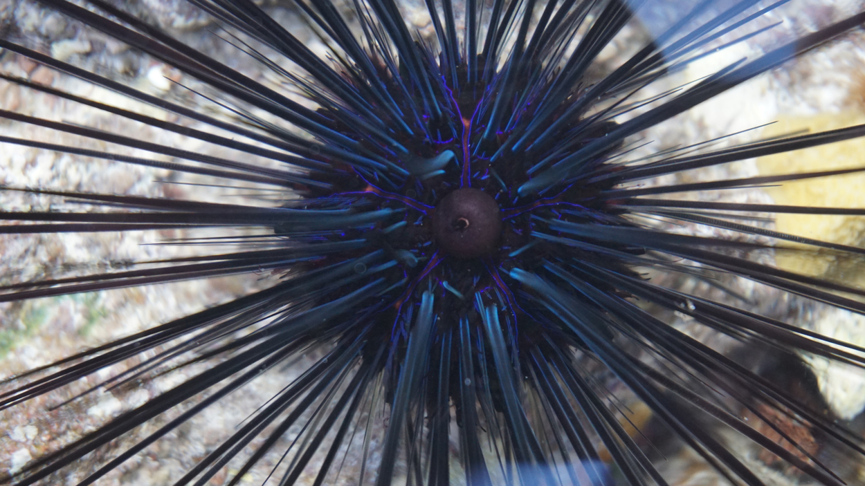 Caribische zee-egels in nood - Vroege Vogels - BNNVARA