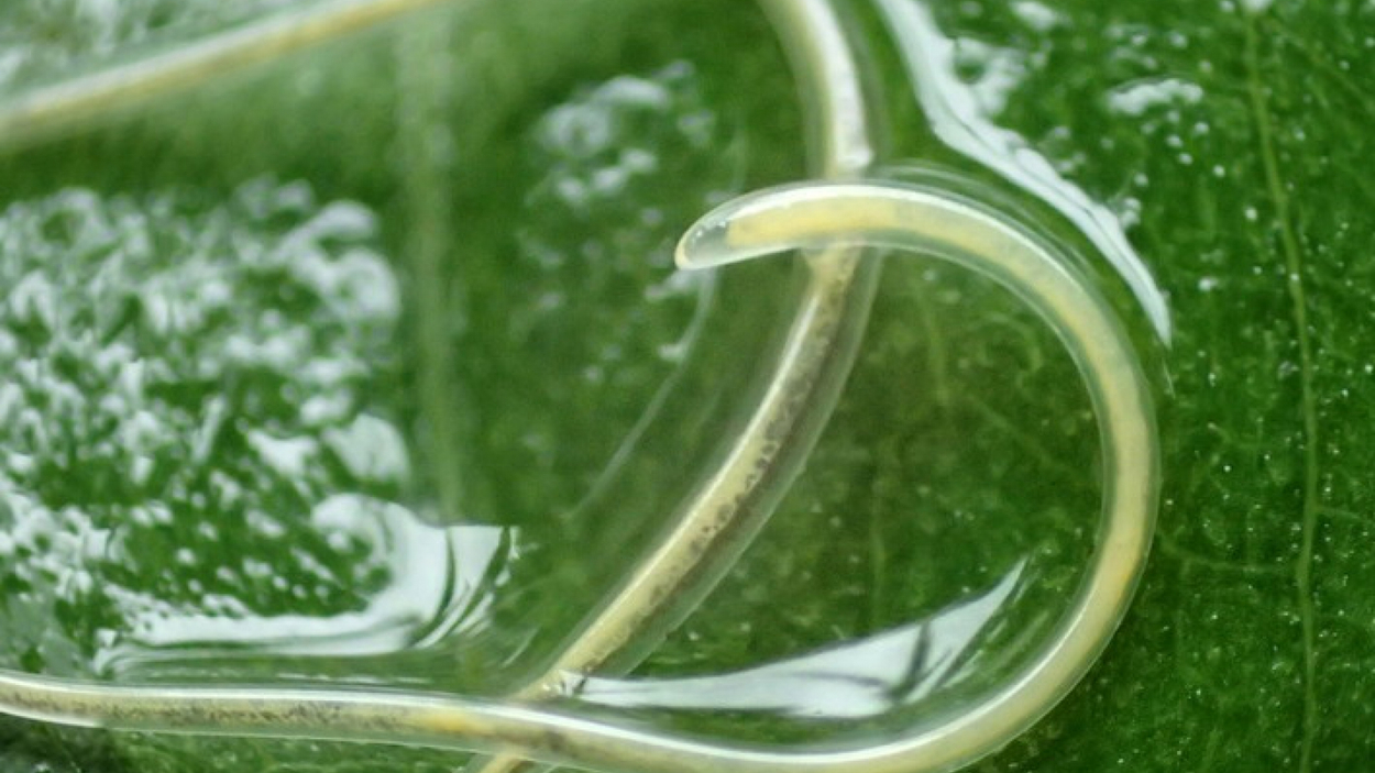 Red de parasiet - Vroege Vogels - BNNVARA