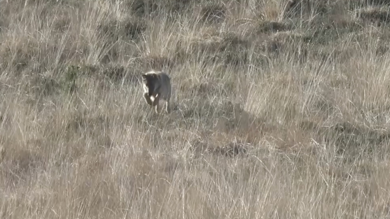 Wolf op muizenjacht! | Compilatie Zelf Geschoten - Vroege Vogels - BNNVARA