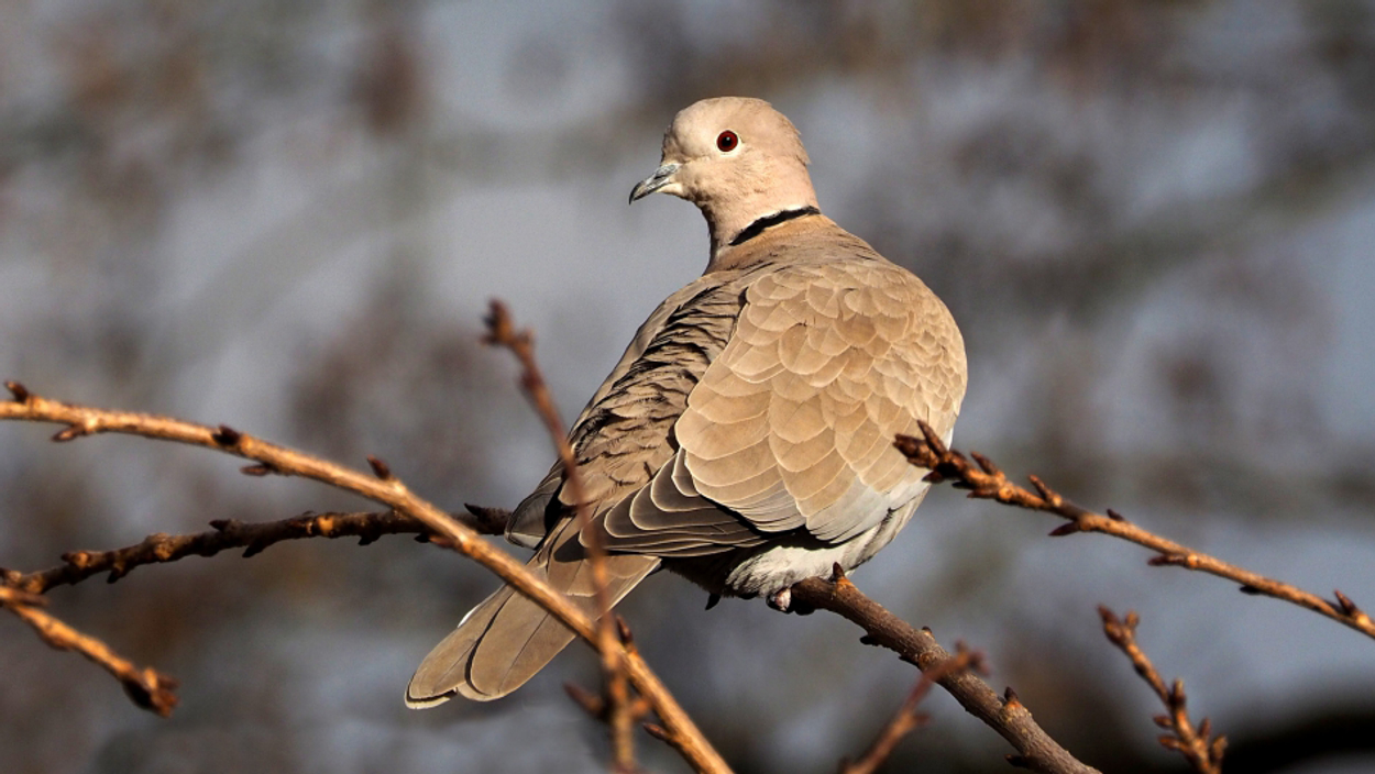 De duif: symbool voor de vrede - Vroege Vogels - BNNVARA