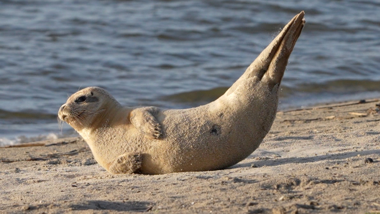 Zeehond in 'banaanhouding' | Zelf Geschoten - Vroege Vogels - BNNVARA