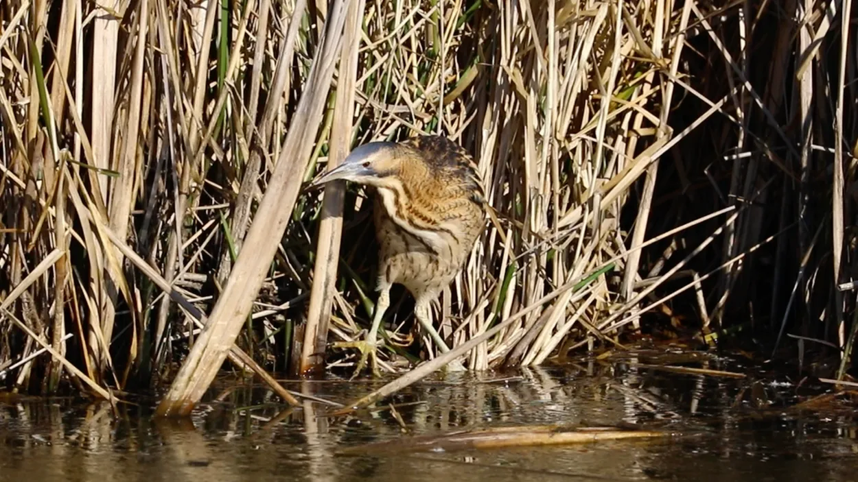 Lange tenen van de roerdomp | Zelf Geschoten - Vroege Vogels - BNNVARA