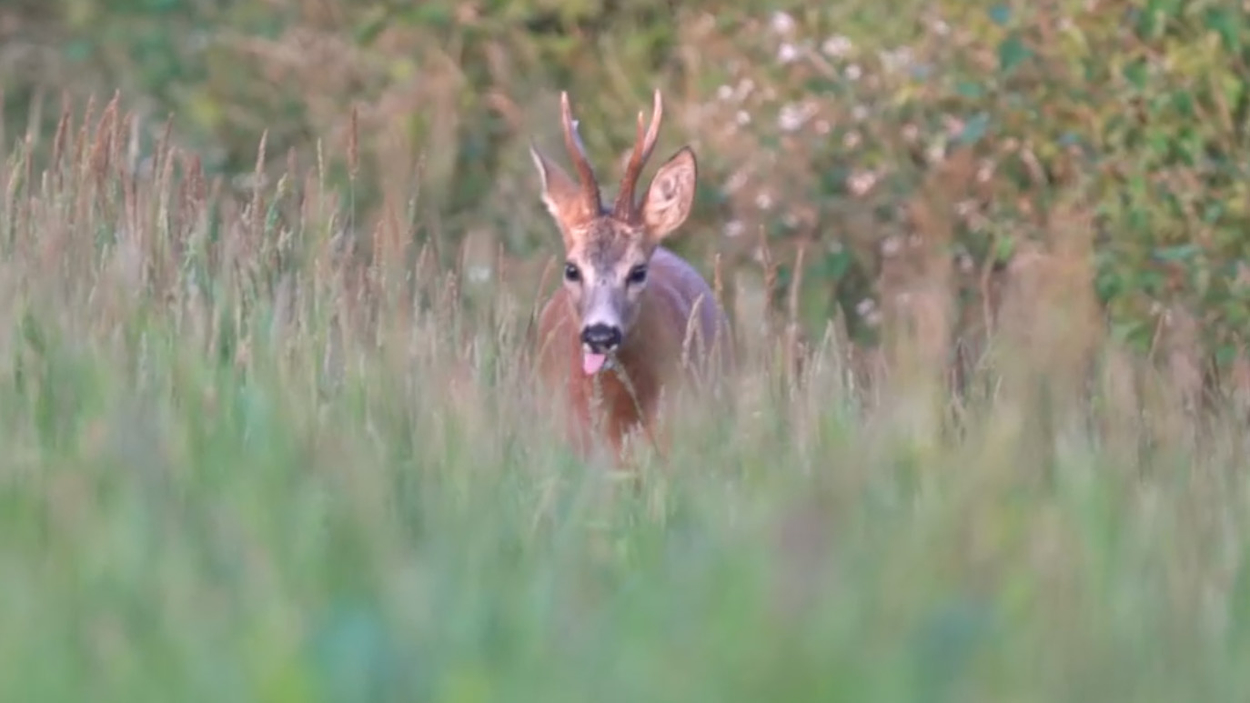 Gewei van het ree | Zelf Geschoten - Vroege Vogels - BNNVARA