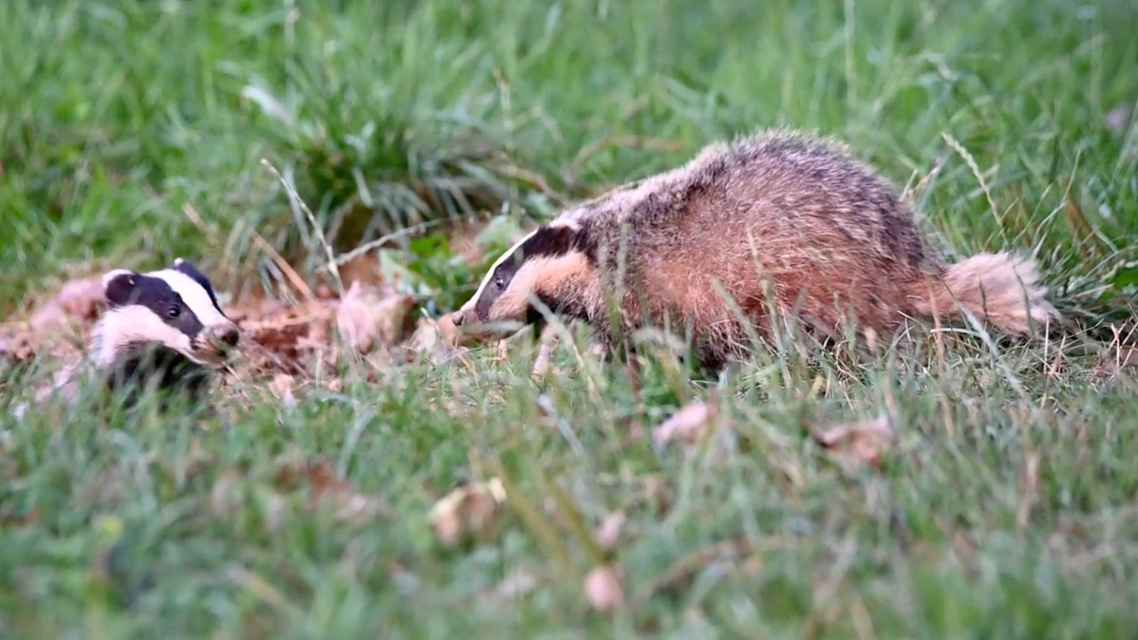 Stoeiende dassen | Zelf Geschoten - Vroege Vogels - BNNVARA