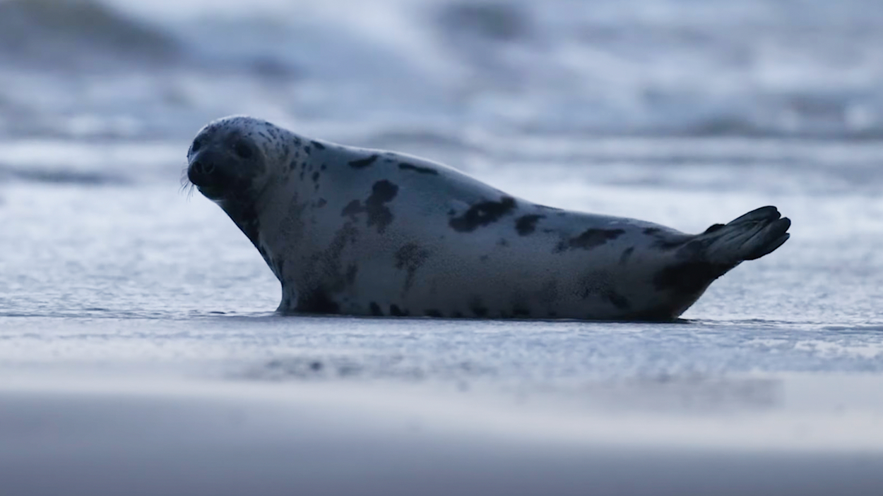 Unieke beelden van klapmuts met jong | Zelf Geschoten - Vroege Vogels ...