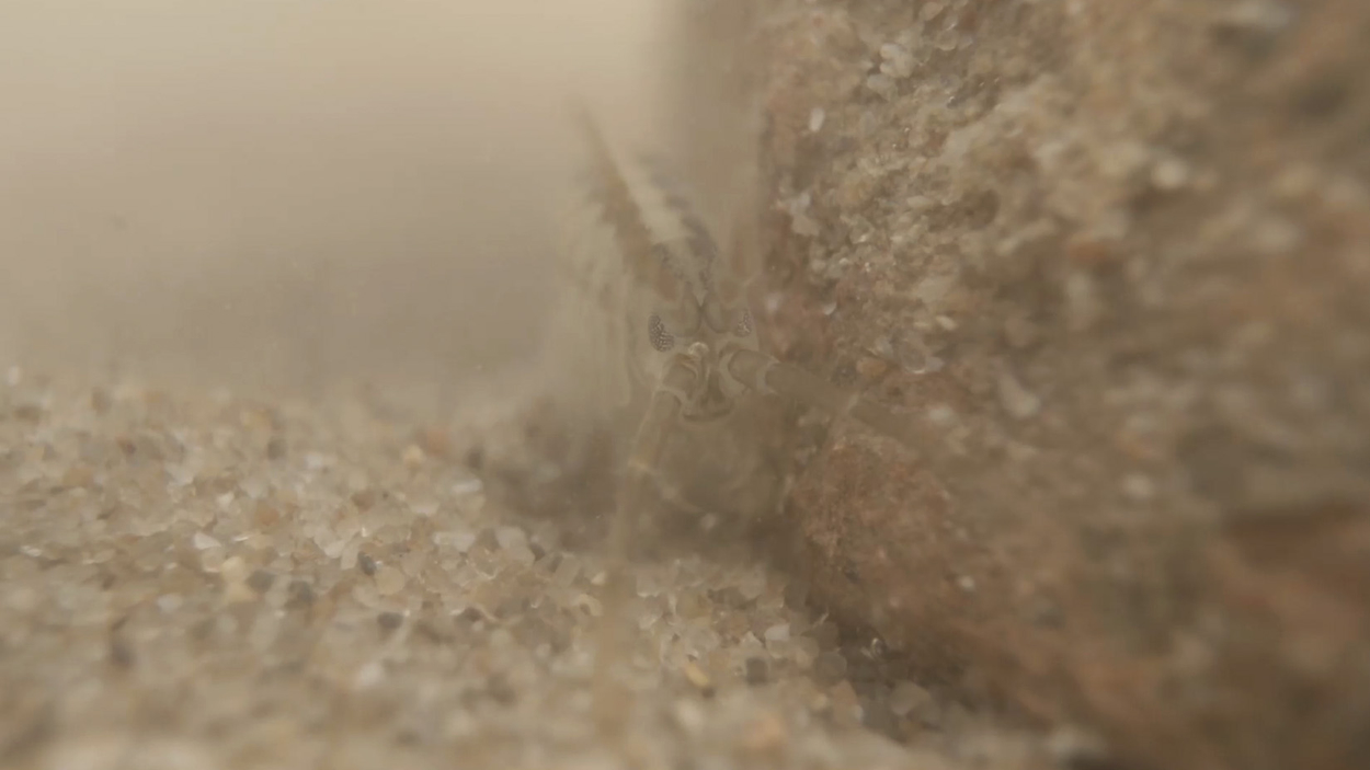Kleine diertjes uit de Zwarte Zee in de IJssel - Vroege Vogels - BNNVARA