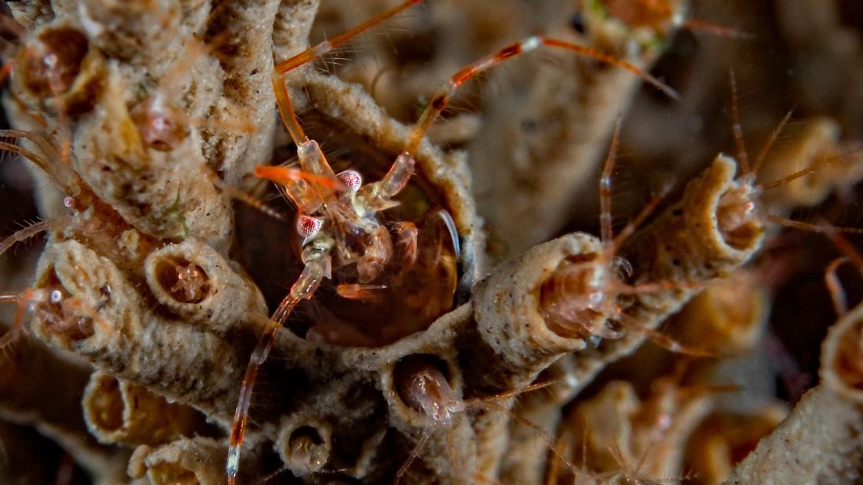 Exotische vlokreeft woekert in Oosterschelde - Vroege Vogels - BNNVARA