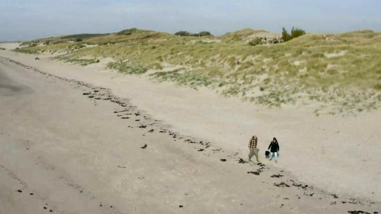 Strandvlooien en wiervliegen tussen aangespoelde zeewieren - Vroege ...
