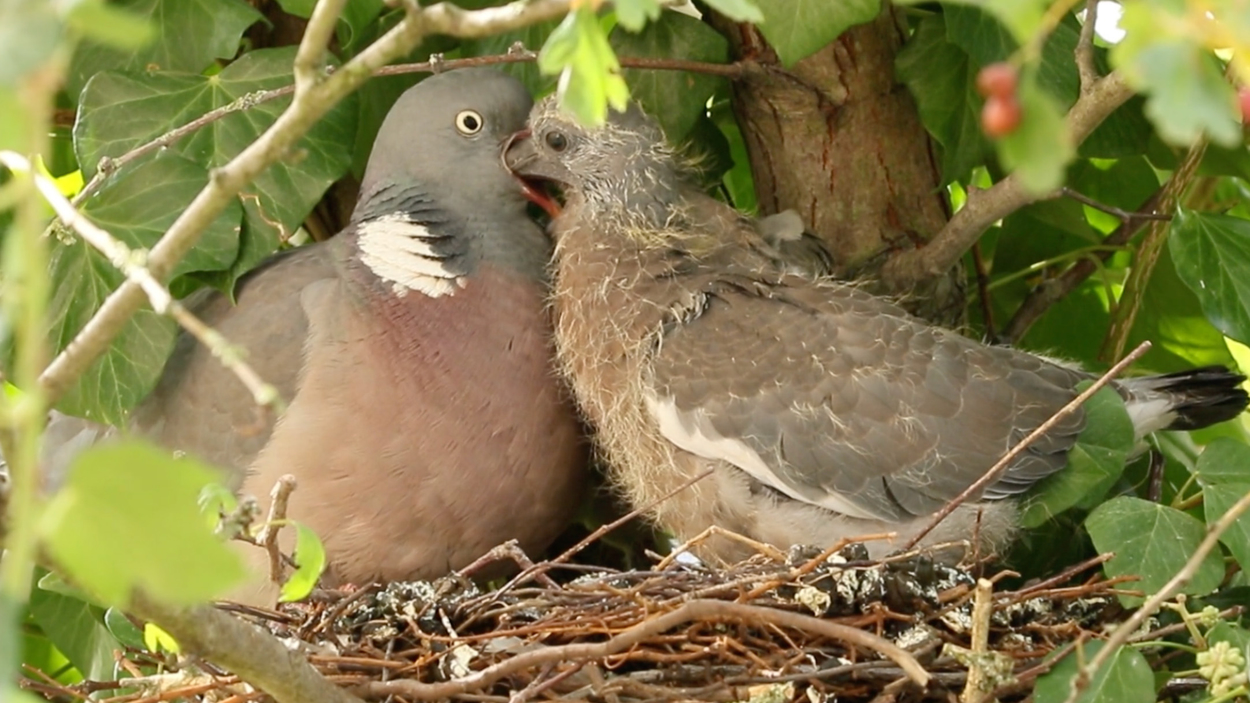 Houtduif voert jongen | Zelf Geschoten - Vroege Vogels - BNNVARA