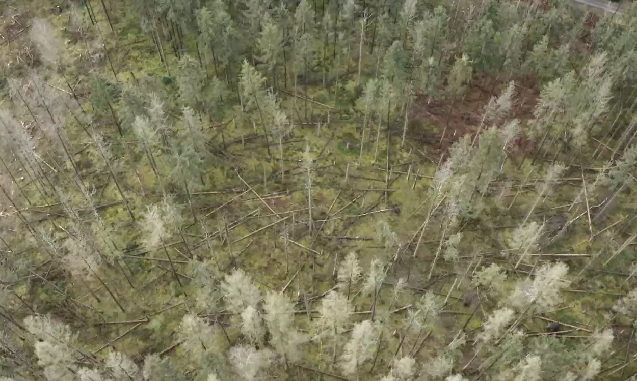 Productiebossen staan vol met naaldbomen - Vroege Vogels - BNNVARA