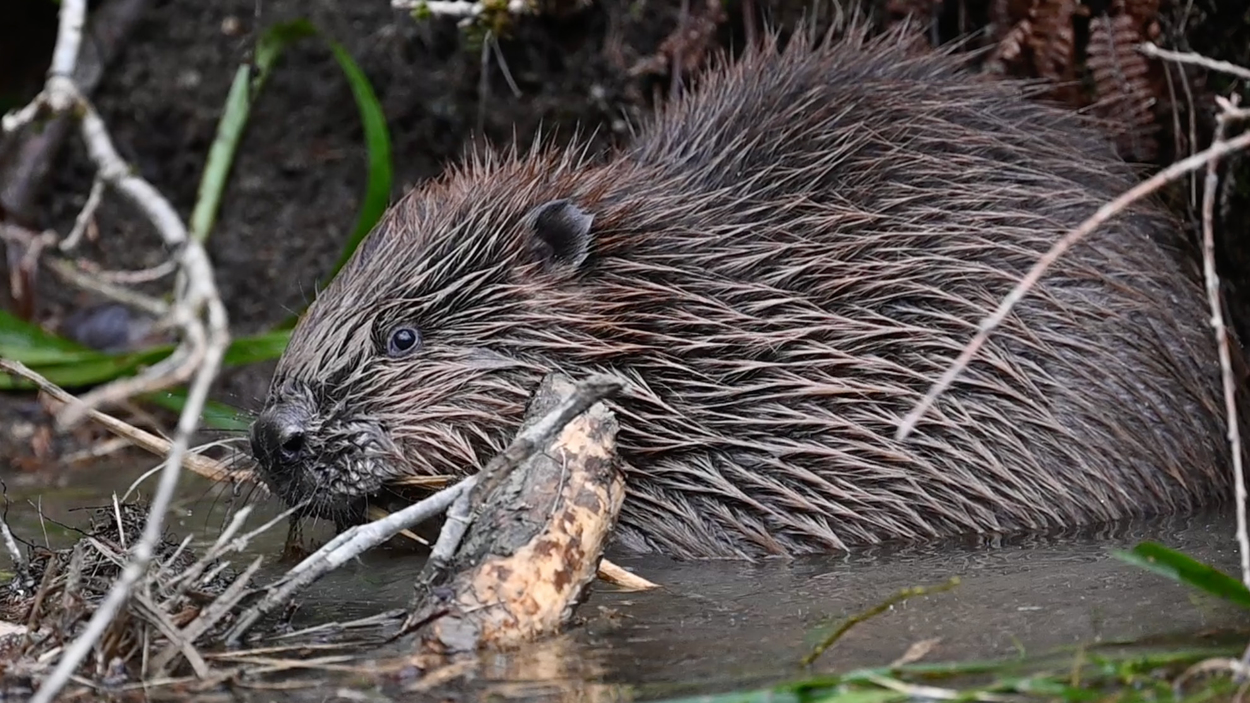Bever verzamelt takken voor nest | Zelf Geschoten - Vroege Vogels - BNNVARA