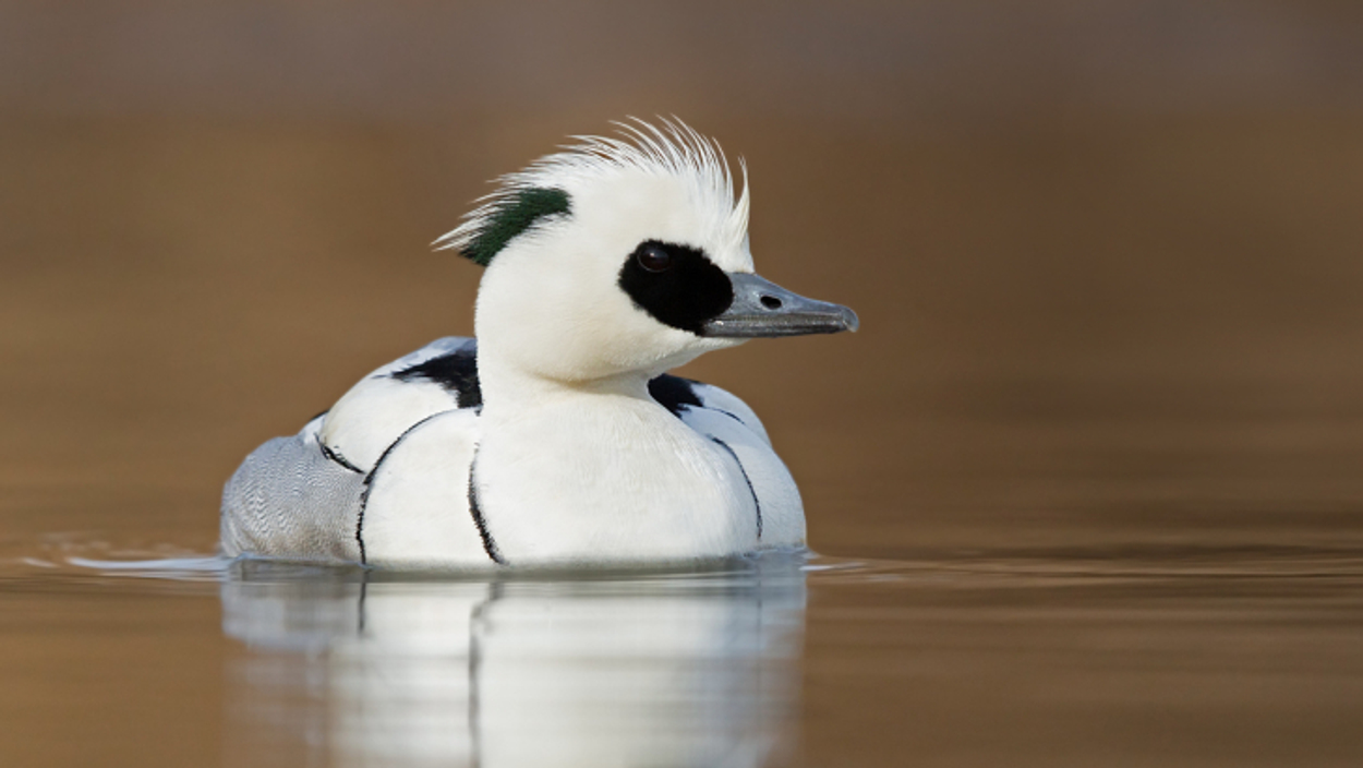 De anatomie van een eend - Vroege Vogels - BNNVARA