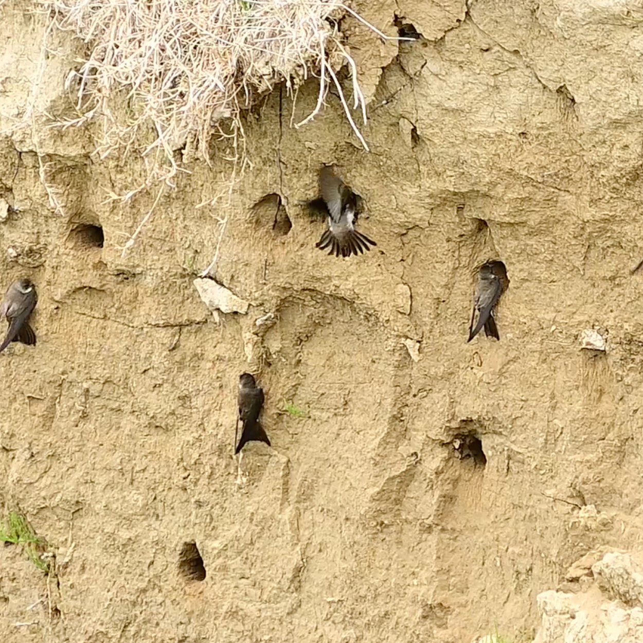 Oeverzwaluwen broeden in oeverwand | Zelf Geschoten - Vroege Vogels ...