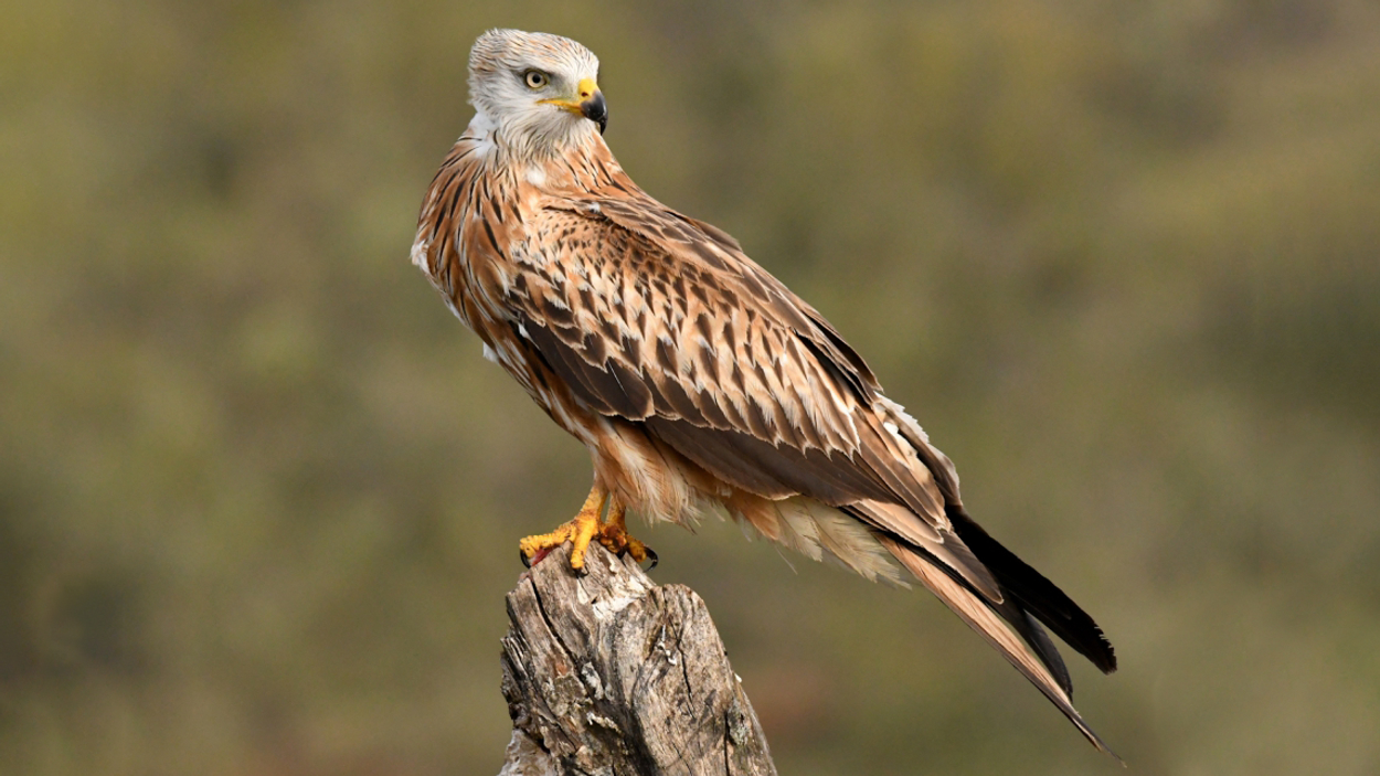 Rode wouw als de grote roofvogel van het kleinschalige landschap ...