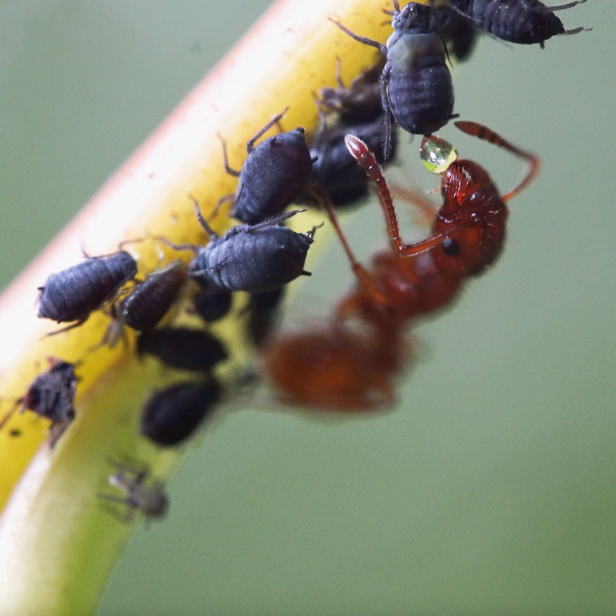 Mier melkt luizen | Winnaar Zelf Geschoten - Vroege Vogels - BNNVARA